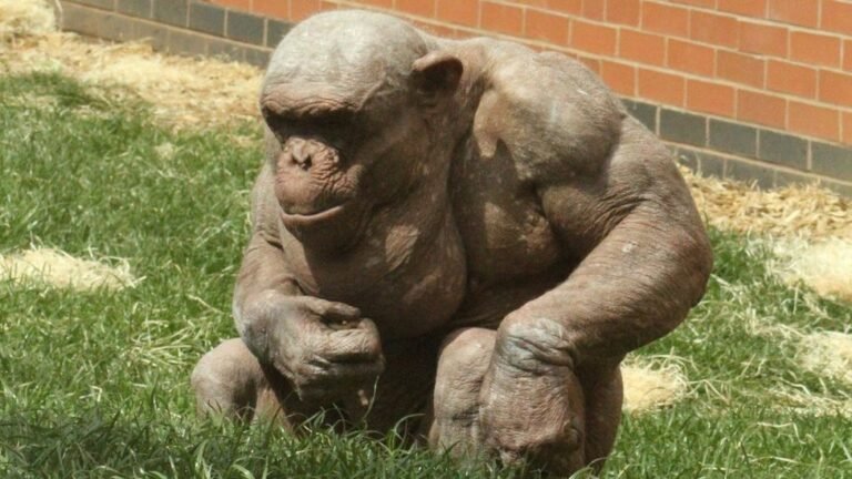 Hairless Chimp Jambo: The Incredible Story of Twycross Zoo’s Unique Ape